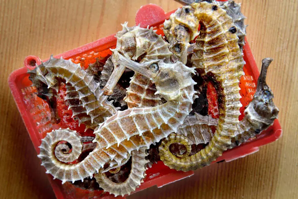 Buy Dried Seahorse | Cattle Gallstone | Frozen Food